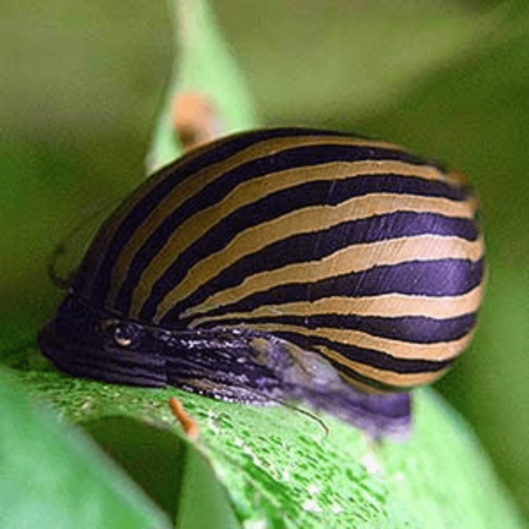 Zebra Snail - Neritina turrita - Zoomarket