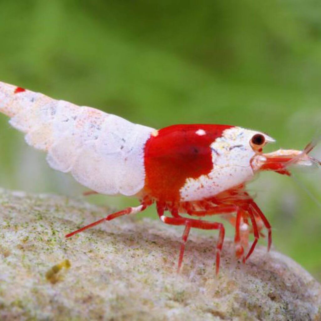 Ribice za Akvarijum - Akvaristika - Zoomarket