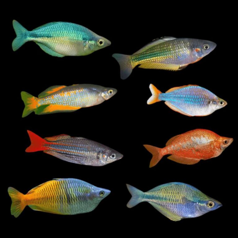 Ribice za Akvarijum - Akvaristika - Zoomarket