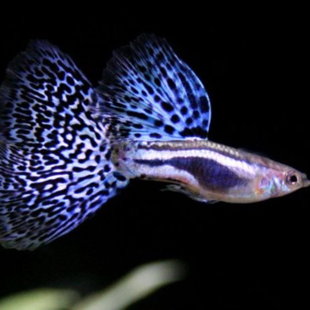 Ribice za Akvarijum - Akvaristika - Zoomarket